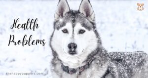 Siberian Husky: A complete guide - The Happy Puppers