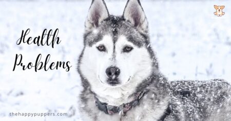 Siberian Husky: A complete guide - The Happy Puppers