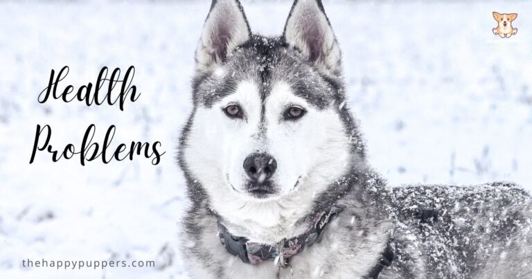 Siberian Husky: A complete guide - The Happy Puppers
