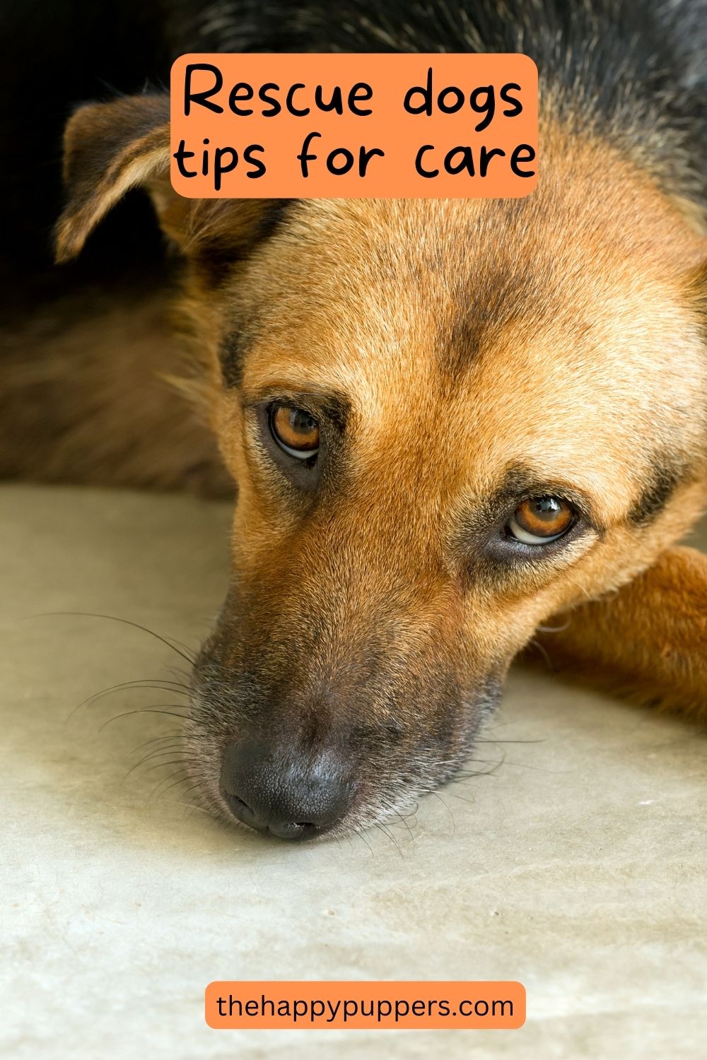 Rescue dog: tips and tricks for care - The Happy Puppers