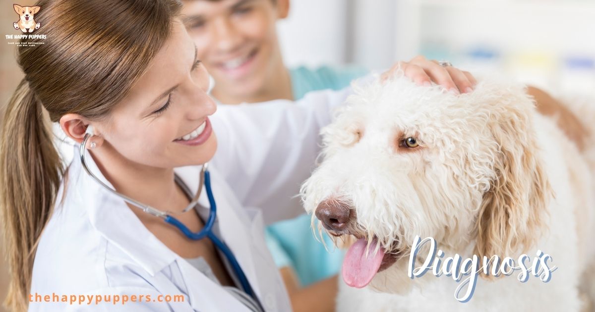 Dog pyometra: a complete guide - The Happy Puppers
