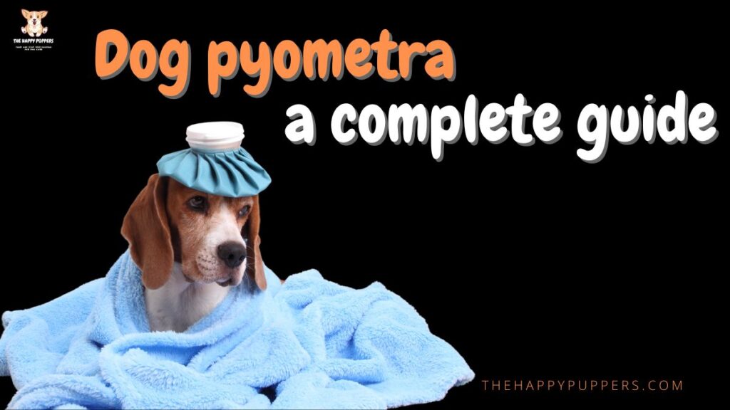 Dog pyometra: a complete guide - The Happy Puppers