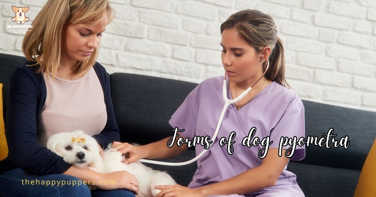 Dog pyometra: a complete guide - The Happy Puppers