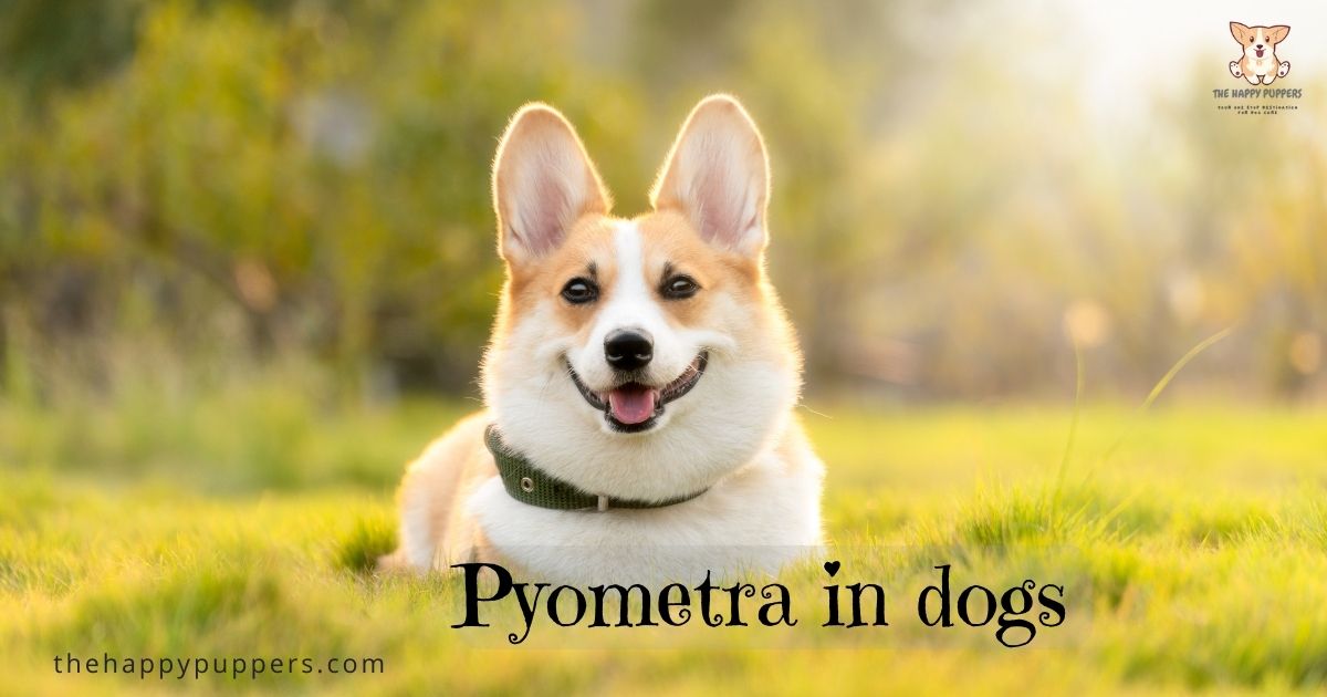 Dog pyometra: a complete guide - The Happy Puppers