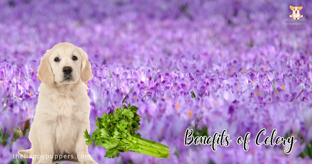 Celery for dogs? YES or NO? - The Happy Puppers