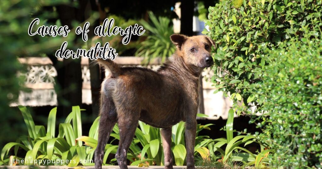 Allergic Dermatitis in Dogs: An Overview - The Happy Puppers