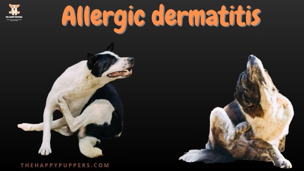 Allergic Dermatitis in Dogs: An Overview - The Happy Puppers