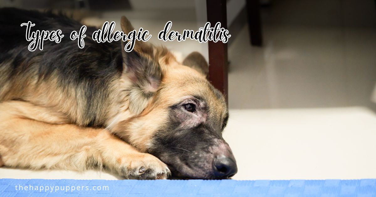 Allergic Dermatitis in Dogs: An Overview - The Happy Puppers