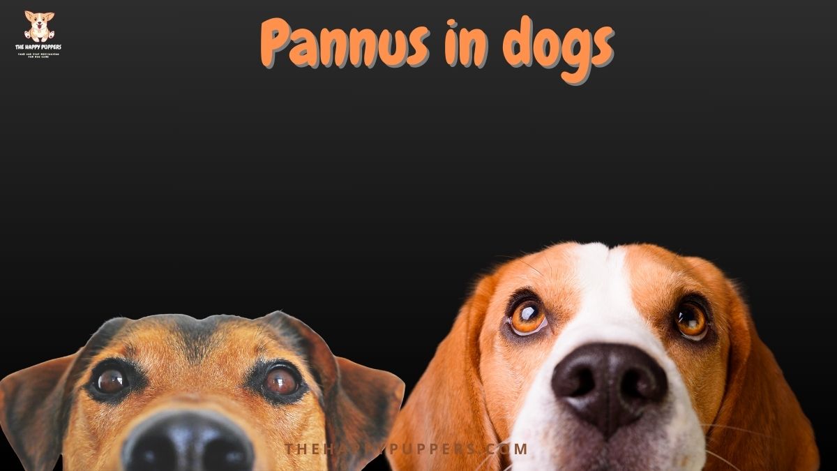 Pannus in dogs: The Silent Vision Killer - The Happy Puppers