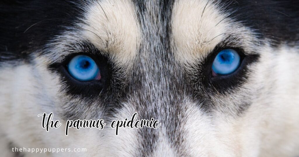Pannus in dogs: The Silent Vision Killer - The Happy Puppers