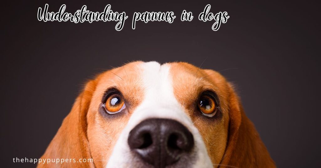 Pannus in dogs: The Silent Vision Killer - The Happy Puppers